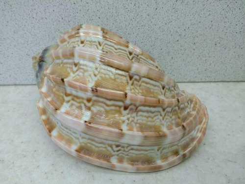 Харпа 9,6 морская ракушка раковина