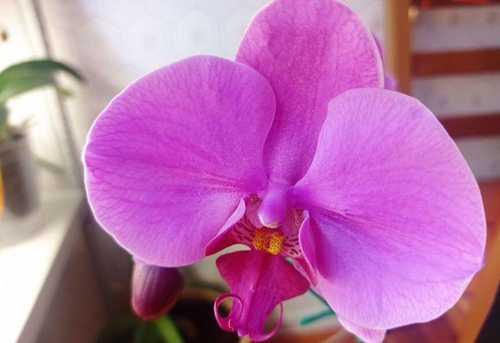 Орхидея фаленопсис фиолет