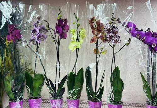 Орхидеи на 1 цветонос