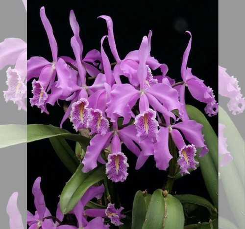 Орхидея Cattleya Maxima