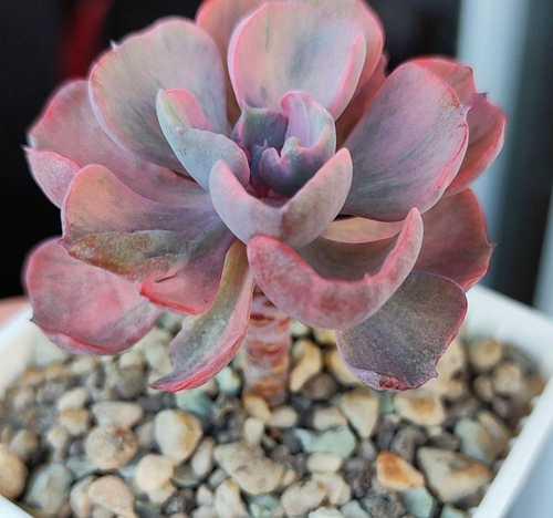 Echeveria Beyonce
