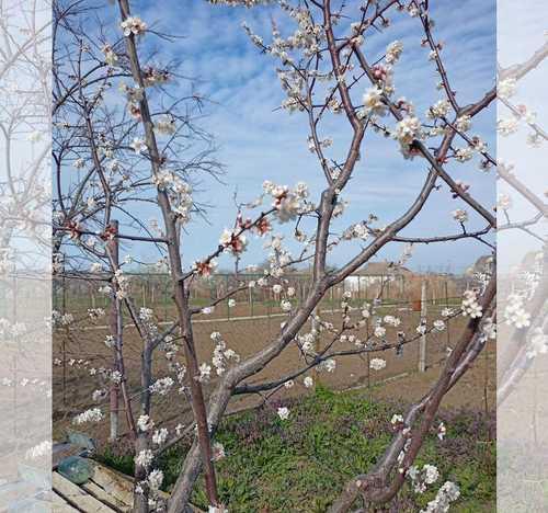 Черенки для прививки и укоренения