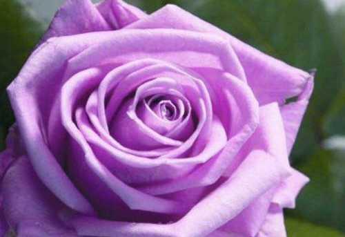 Роза чайно-гибридная пурпурная "Бархатная ночь"