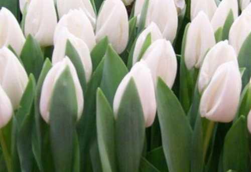 Тюльпаны к 8 марта от 100 шт