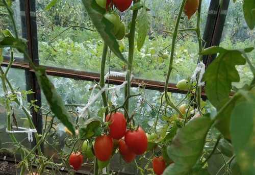 Продажа рассады томатов и перца