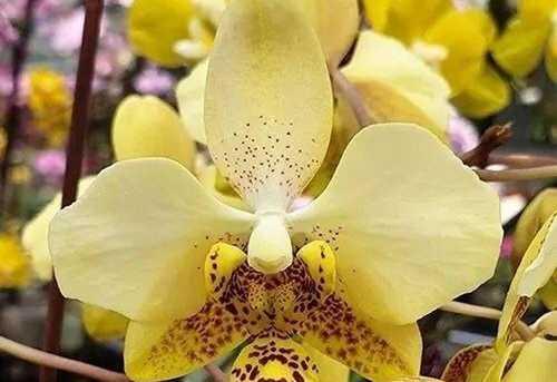 Орхидея Phal. stuartiana var. nobilis