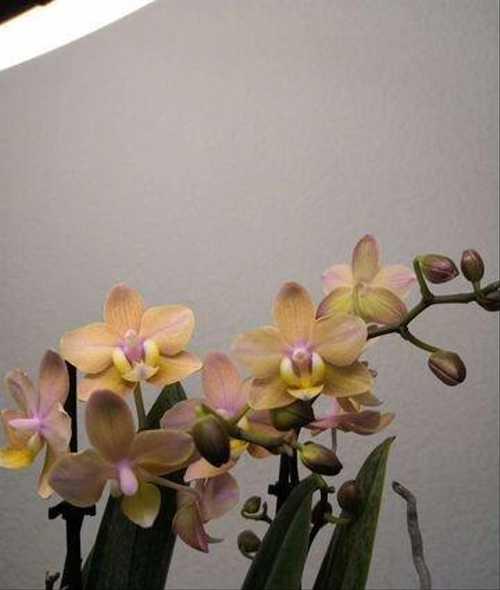Орхидея парфюмерная фабрика Scention ароматная