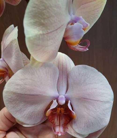 Орхидея Леди Мармелад