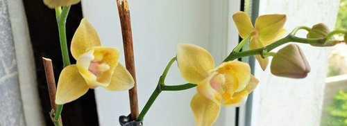 Орхидея Пелор Парфюмерная фабрика