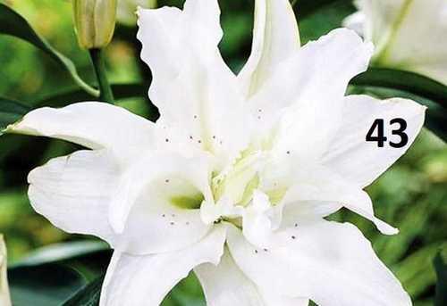 Лилии,гладиолусы,тюльпаны,лютики и др цветы