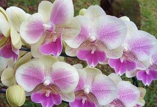 Взрослые орхидеи, готовые к цветению (размер 2,5)