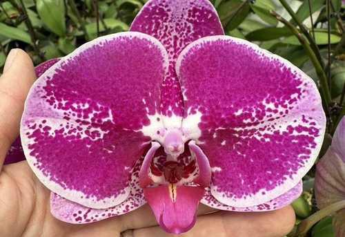 Орхидея фаленопсис ричи