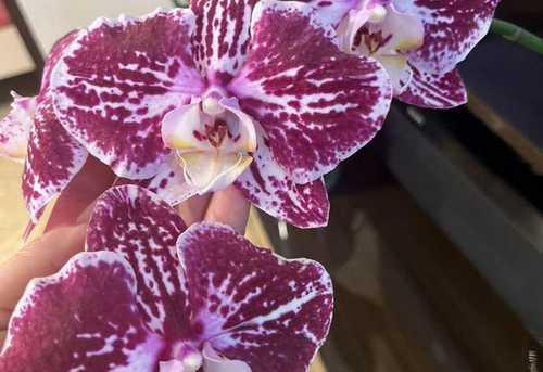 Орхидея фаленопсис Compilation мутация цвета