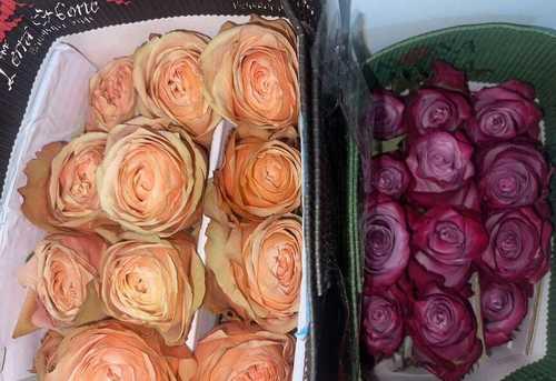 Розы из Эквадора честная цена