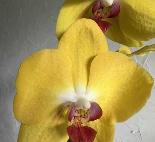 Орхидея фаленопсис Fuller's sunset желтый восковой