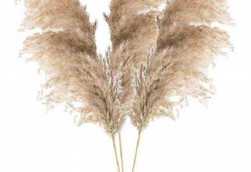 Пампасная трава сухоцвет для декора