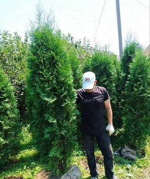 Туя смарагд живая изгородь