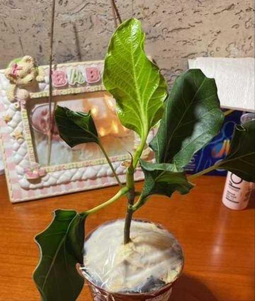 Фикус Кришна