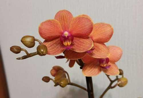 Орхидея мультифлора Bolzano