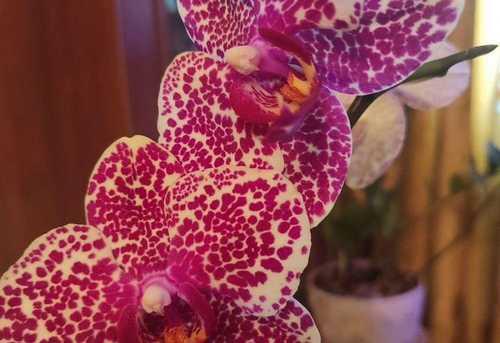 Орхидея фаленопсис Ред Сезам