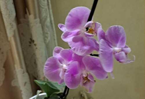 Орхидея фаленопсис,розовая
