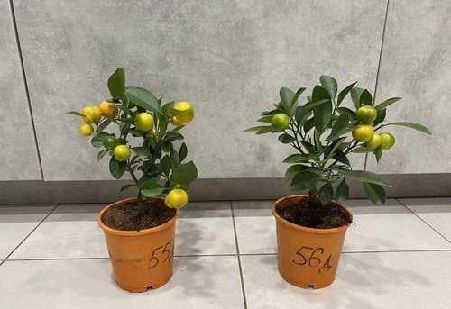 Мандариновое дерево Лимонное дерево
