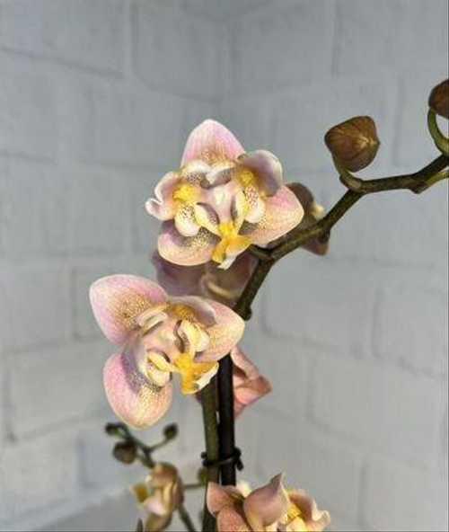 Орхидея фаленопсис парфюмерная фабрика Orange