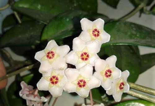 Хойя Карноза (Hoya carnosa)