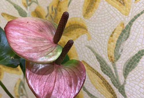Комнатные цветы антуриум в новосибирске