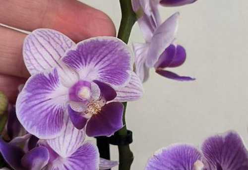 Орхидея Бабочка фиолетовая 3 цветоноса цветет