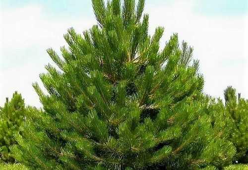 Сосна / Pinus sylvestris