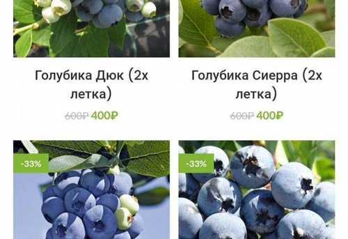 Клюква / Черника / Голубика / Брусника