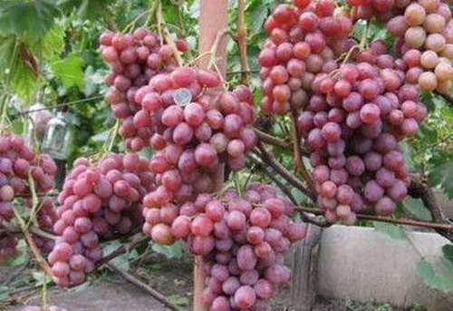 Саженцы винограда Аватар рубиновый юбилей Тимоти