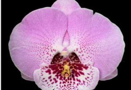 Орхидея фаленопсис Younghome Princess '06116'