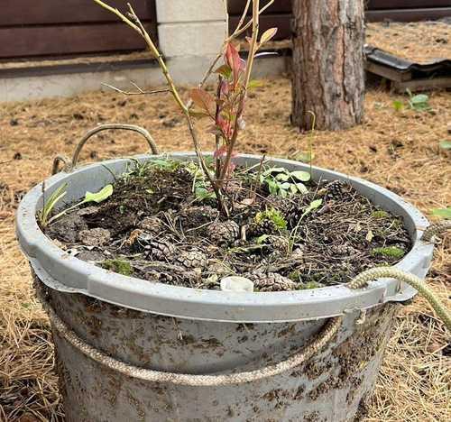 Голубика саженцы