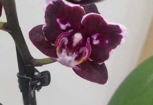 Орхидея фаленопсис бабочка (не цветёт)