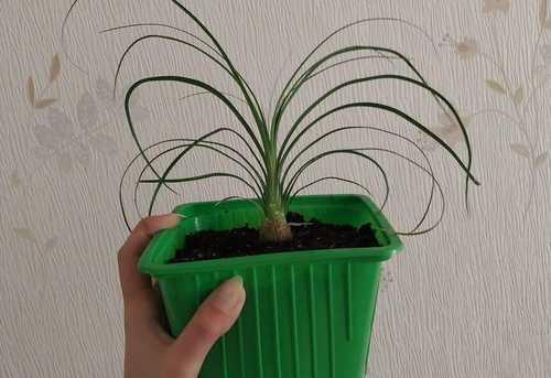 Бокарнея нолина