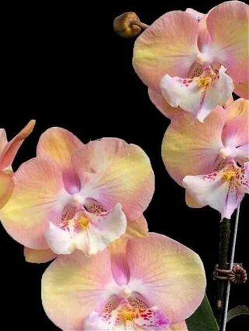 Орхидея фаленопсис Rainbow Unikorn(Единорог)