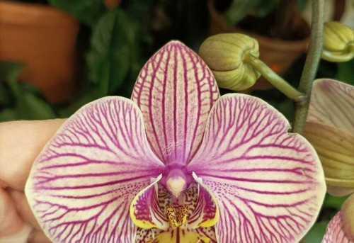 Орхидея фаленопсис 1st