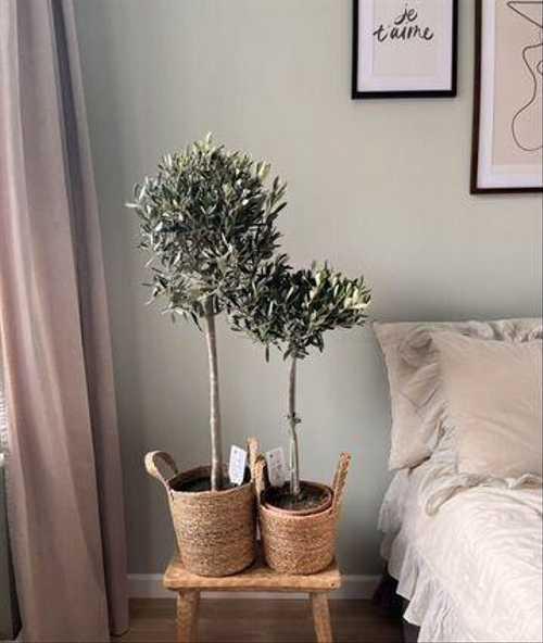 Олива оливковое дерево из Италии