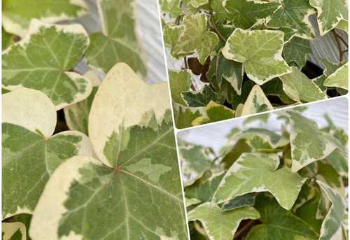 Комнатные растения плющи Hedera, более 60 сортов