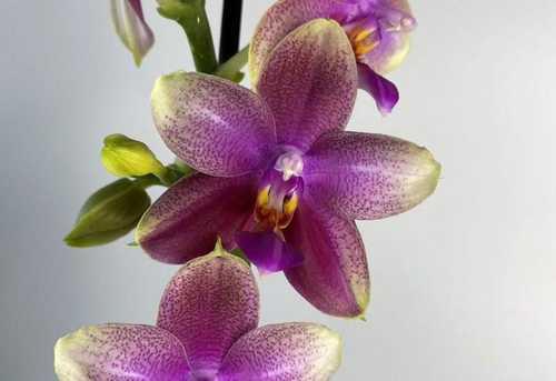 Орхидея фаленопсис лиодоро ароматный