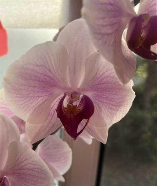 Орхидея фаленопсис Мэджик Кисс
