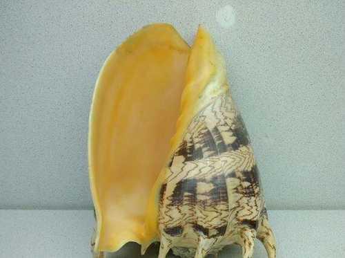 Цимбиола Империалис 22,7 морская ракушка раковина