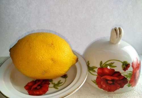 Лимонница керамика новая