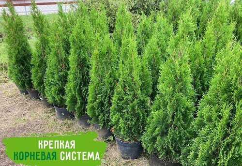 Саженцы Туя Смарагд 100-120см с доставкой
