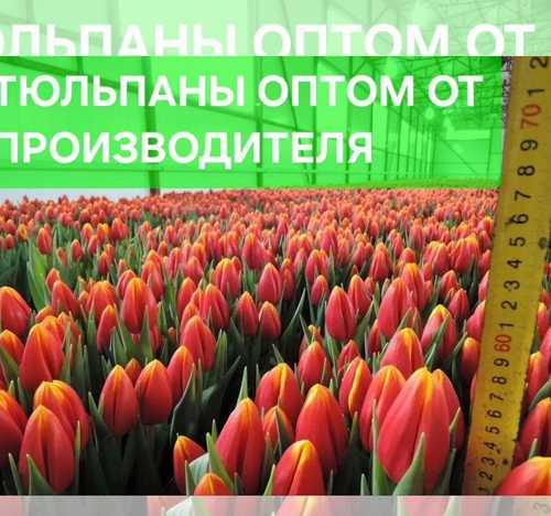 Тюльпаны Опт К 8 Марта