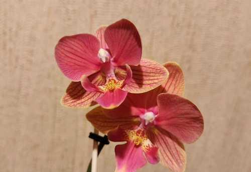 Орхидея фаленопсис Рыжий Биг лип