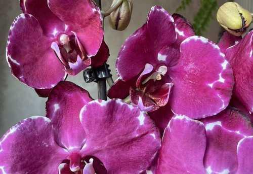 Орхидея фаленопсис Malwina