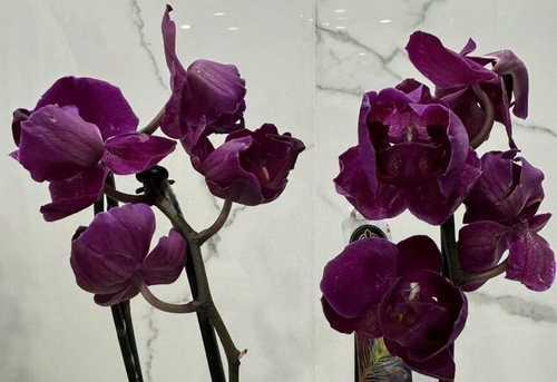 Орхидея фаленопсис каскад пелор